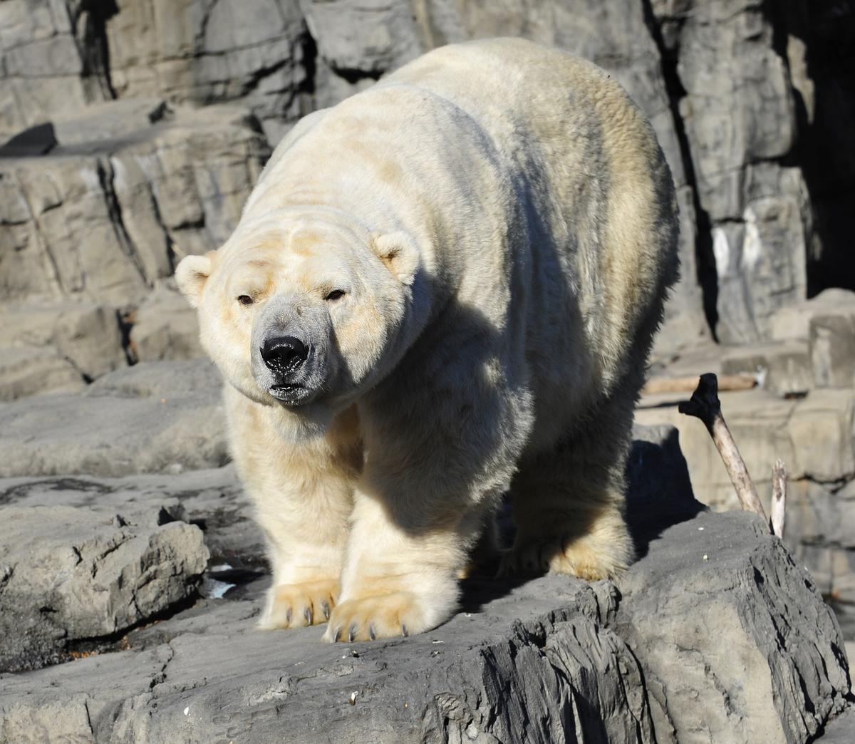 Gus, polar bear and star attraction at Central Park Zoo, dies at 27 ... Gus, polar bear and star attraction at Central Park Zoo, dies at 27 ...