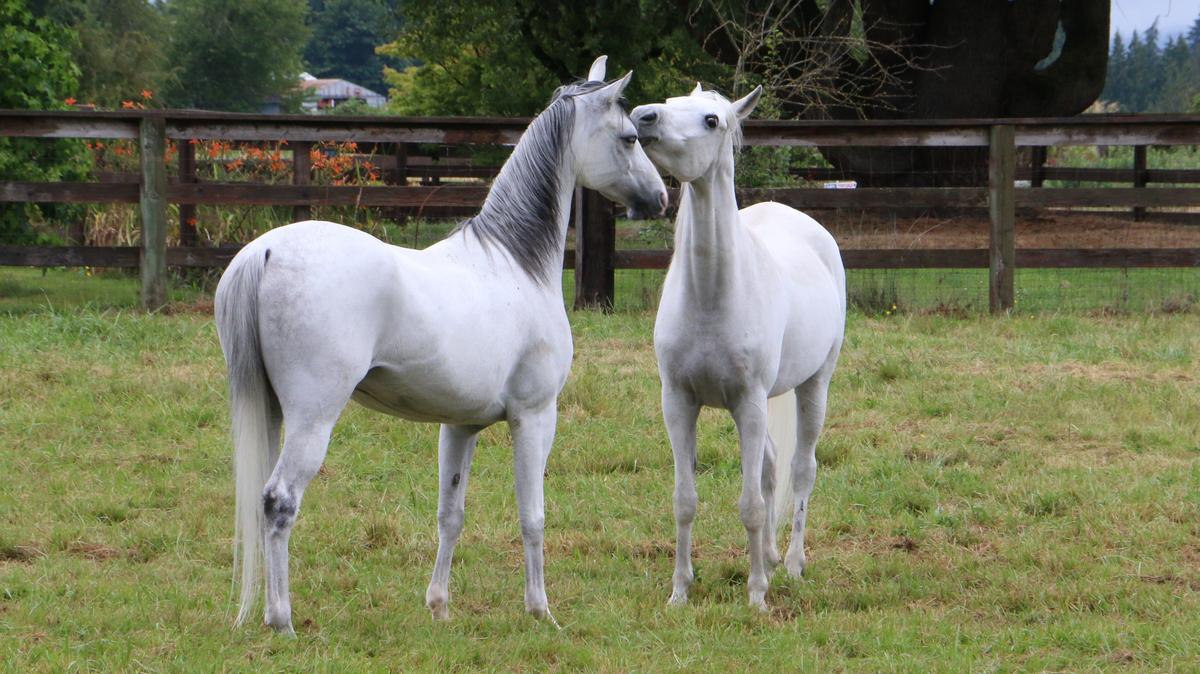 How Cavalia's Odysseo horses are spending their pre-$30M production ...