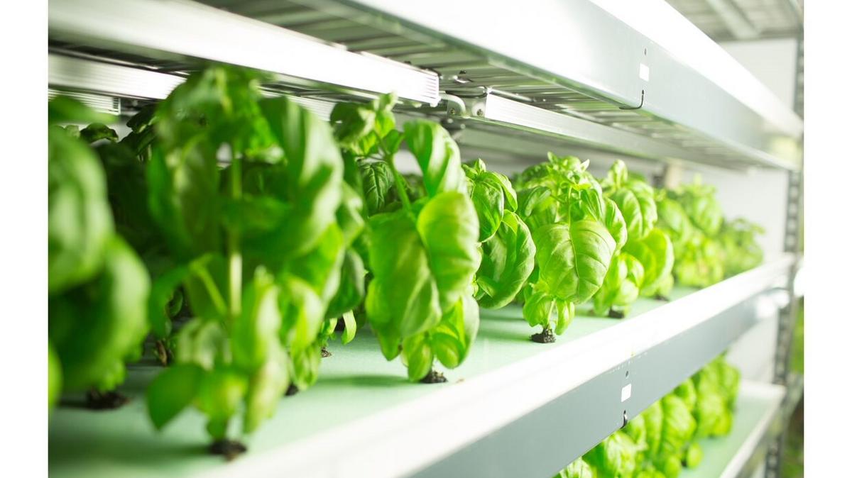 Indoor-farming startup FreshBox Farms plots expansion in Massachusetts ...