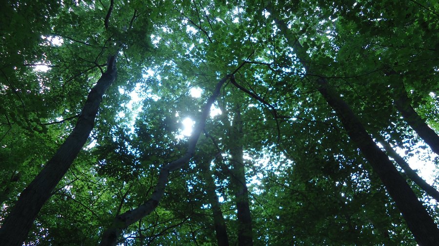 Phoenix looks to build tree canopy to shade 25% of desert city ...