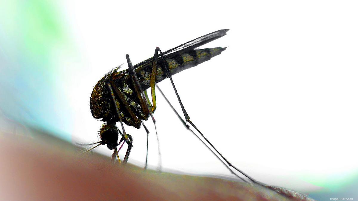5 things to know, including how Zika may impact Art Basel - South ...