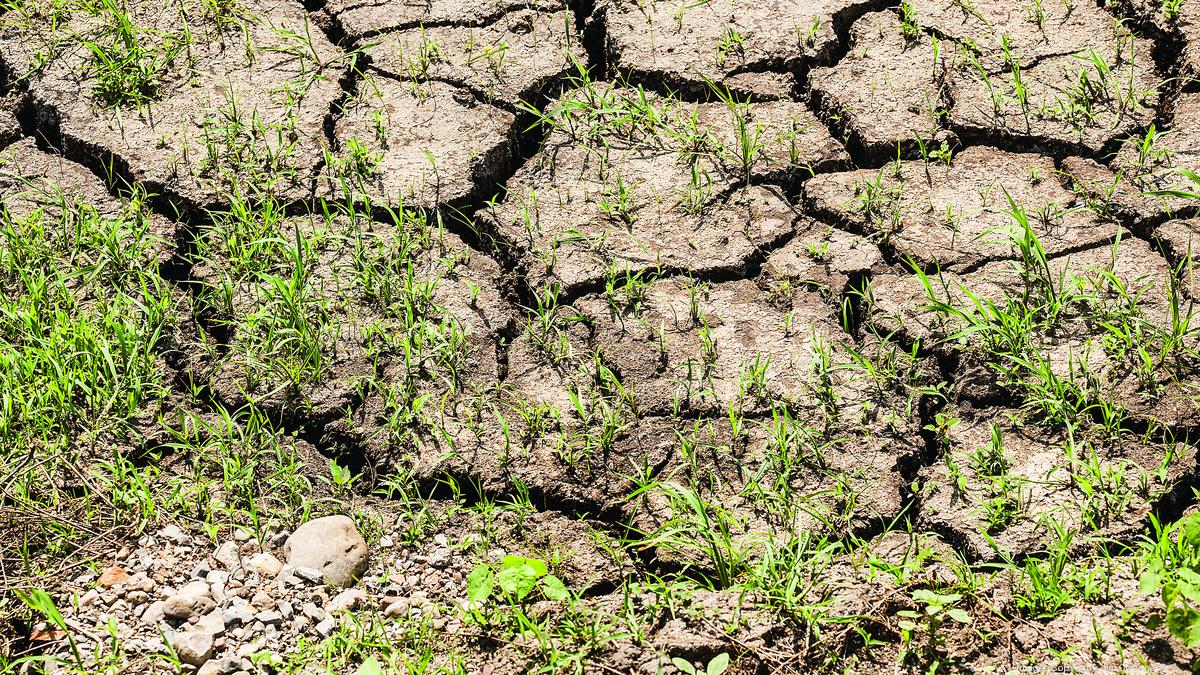 Severe drought taking a toll on crops - Buffalo Business First