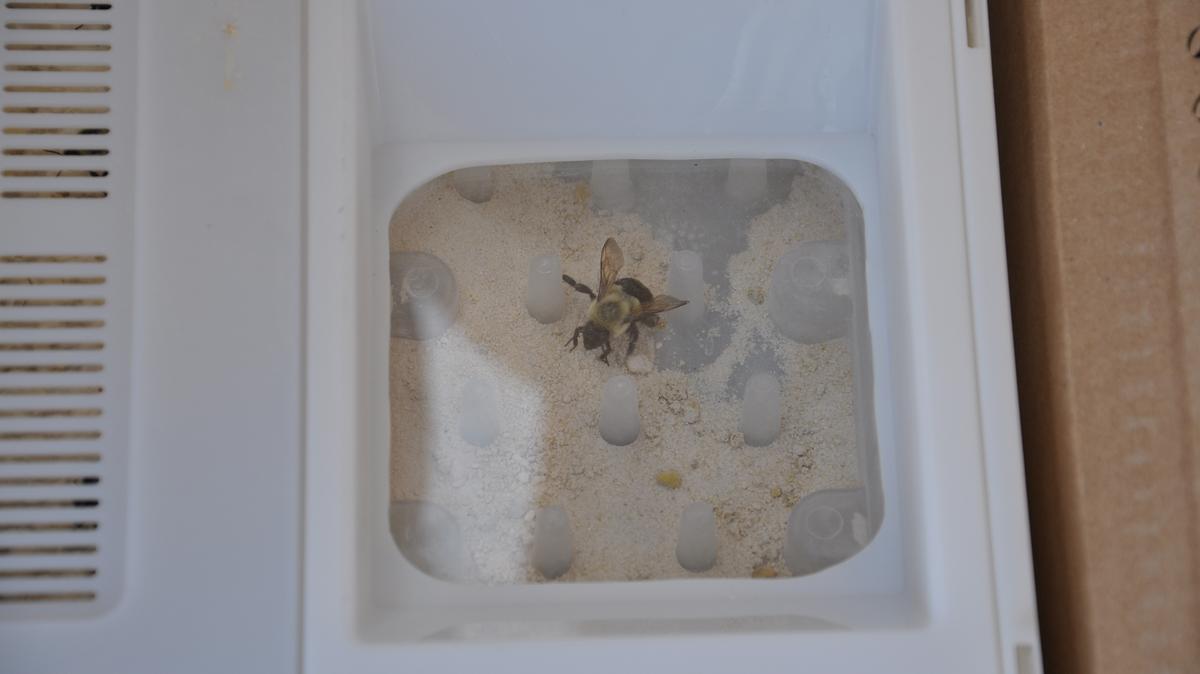 Local executive Ashish Malik named CEO of Bee Vectoring Technologies ...