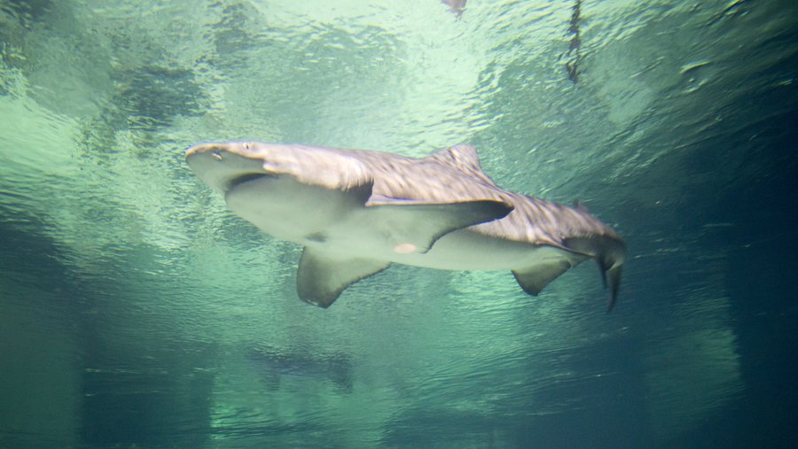 Arizona company will bring first aquarium to Wichita area, Park City ...