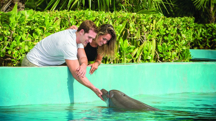 dolphinaris dolphin land experience2 jpg 192335 original