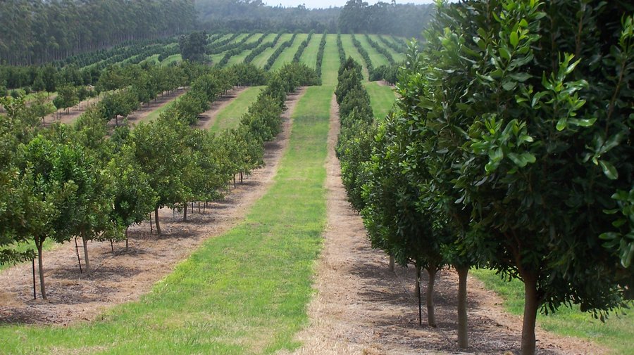 HILT purchases 211-acre easement to protect macadamia orchard - Pacific ...