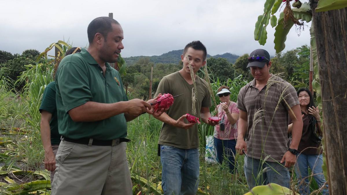 Hawaii agriculture project on former pineapple fields bearing fruit ...