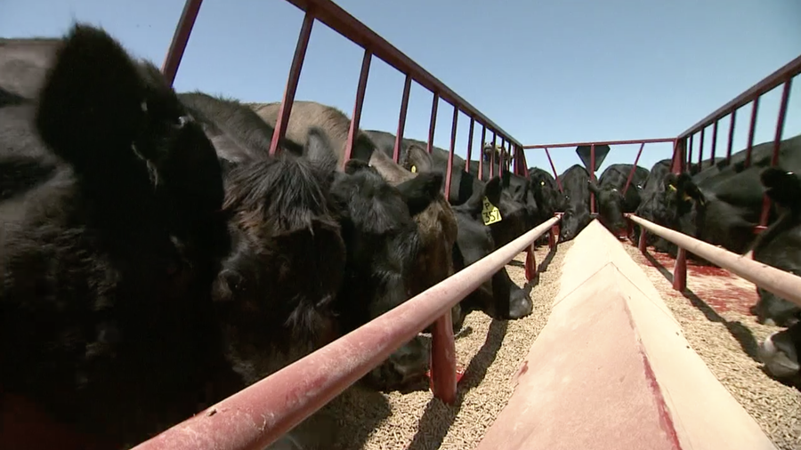 What does Cargill do with all those cow hides? - Wichita Business Journal