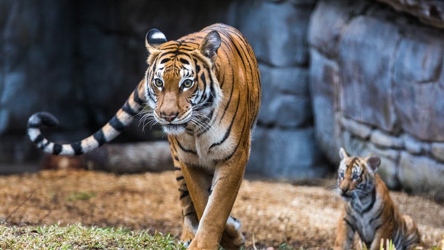 See Lowry Park Zoo's newest baby tiger - Tampa Bay Business Journal
