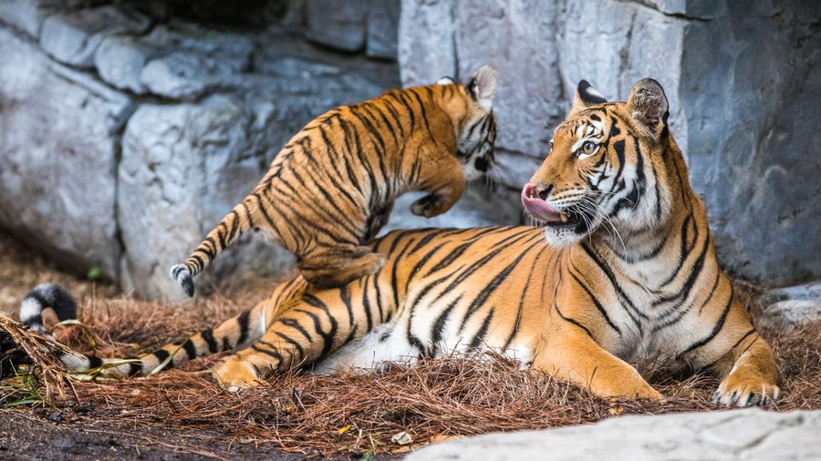 See Lowry Park Zoo's newest baby tiger - Tampa Bay Business Journal