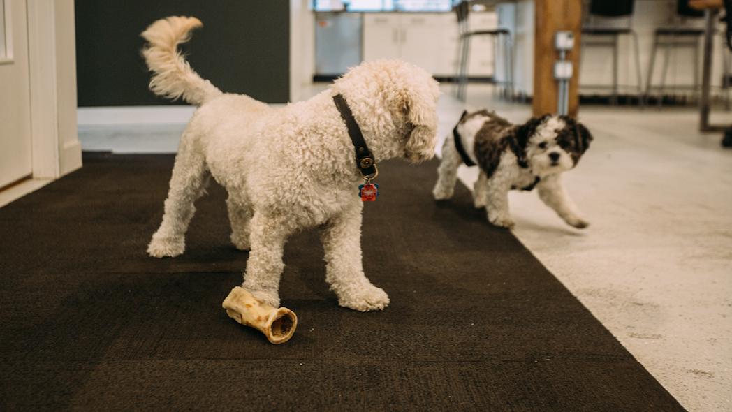 Delta expands pet 'CarePod' option to Los Angeles, New York - L.A ...