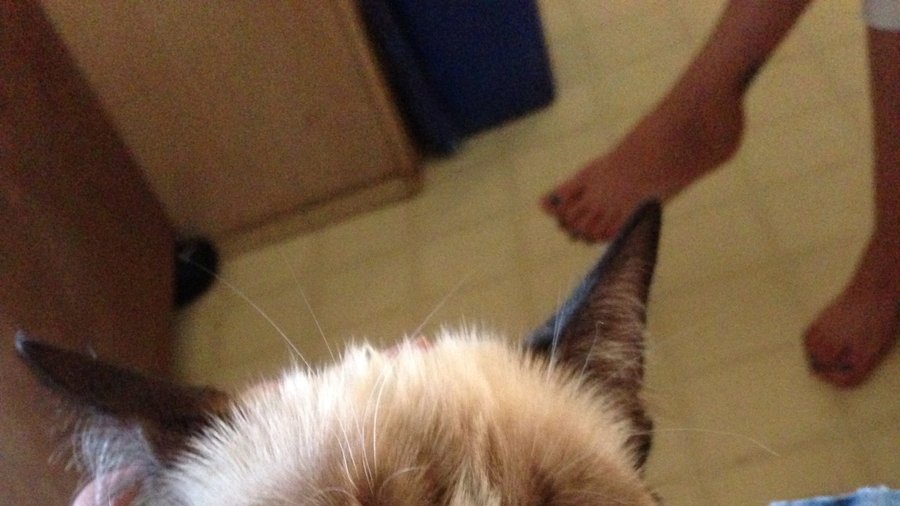 How Grumpy Cat won the Internet and its owners profited