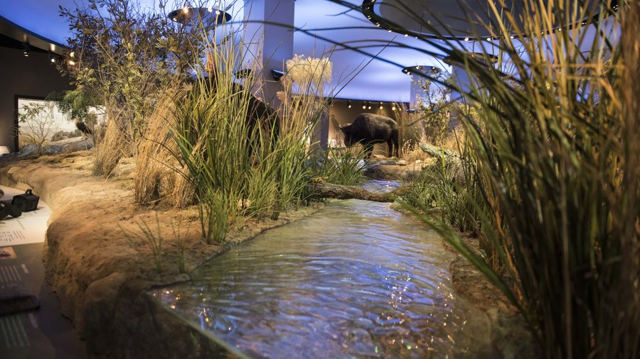 Witte Museum