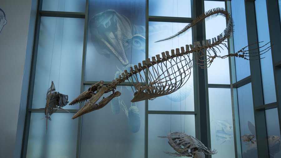 Witte Museum