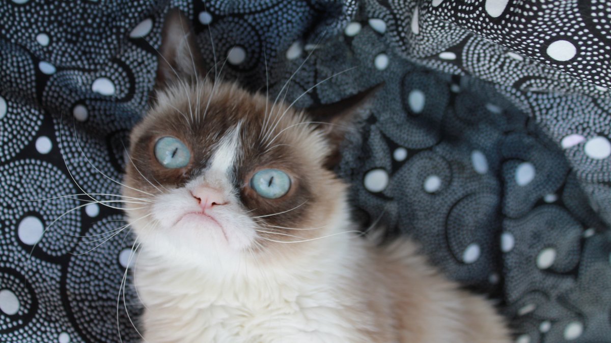 Pokey And Grumpy Cat Memes