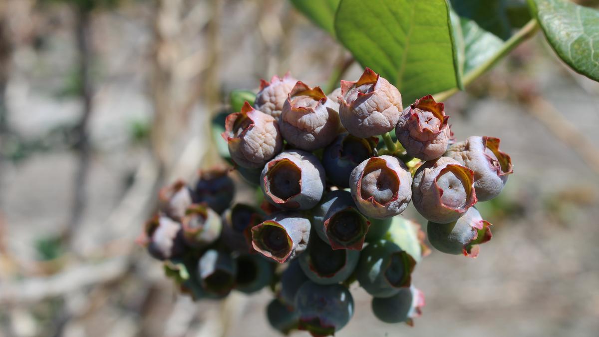 Georgia blueberry crop sees second consecutive year of significant loss ...