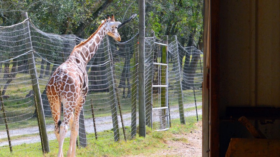 Bayou Wildlife Zoo near Houston hunting for buyer - Houston Business ...