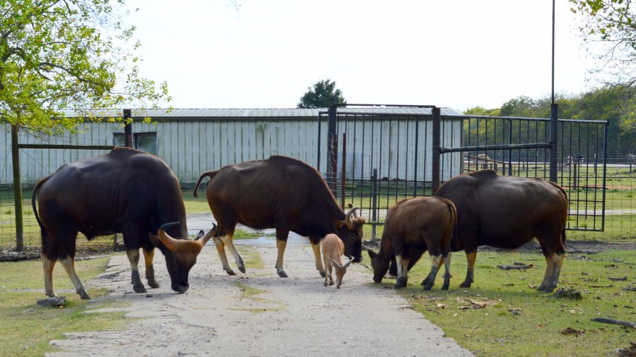 Bayou Wildlife Zoo near Houston hunting for buyer - Houston Business ...