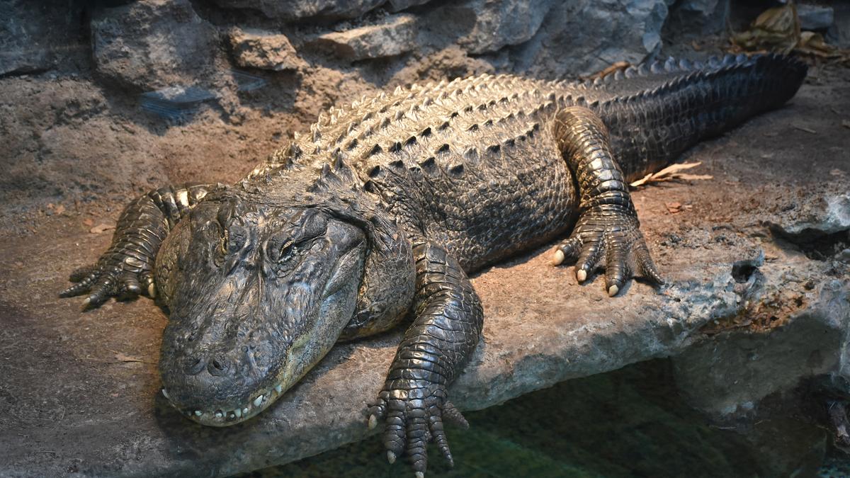 Guzman the alligator moving to Florida - Buffalo Business First
