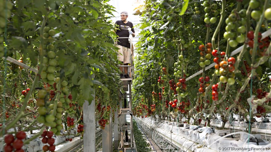 BRIGHTFARMS GREENHOUSE