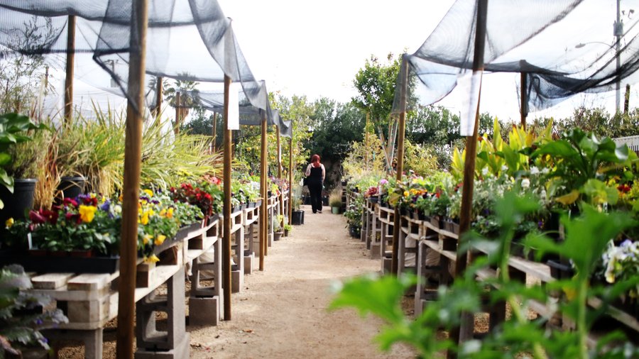 Dig It Gardens expanding grounds, delving into landscape design ...