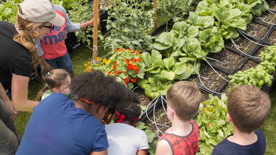 BMC rooftop garden