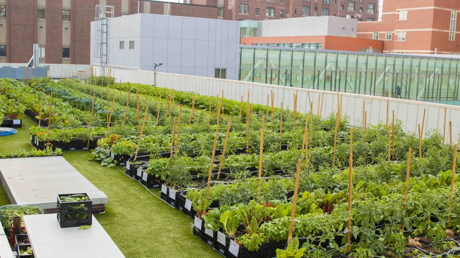 BMC rooftop garden