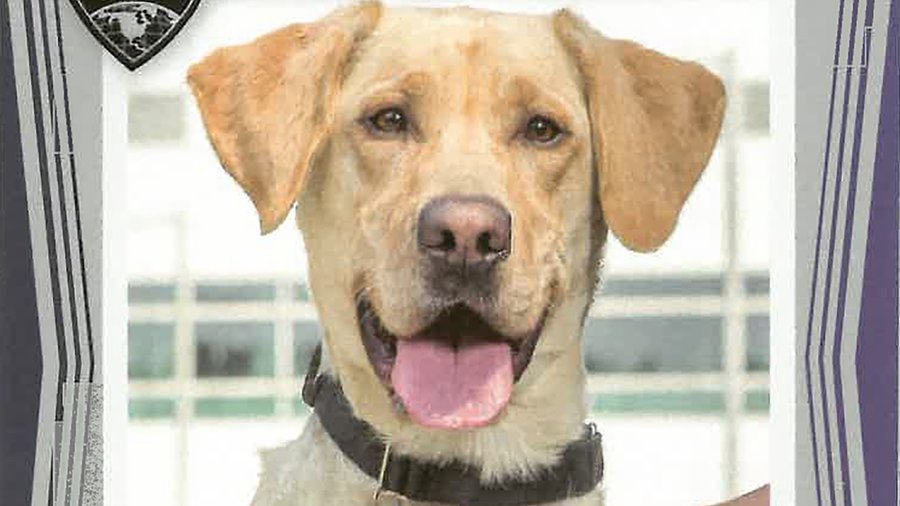 Boeing's K-9 explosives detection unit