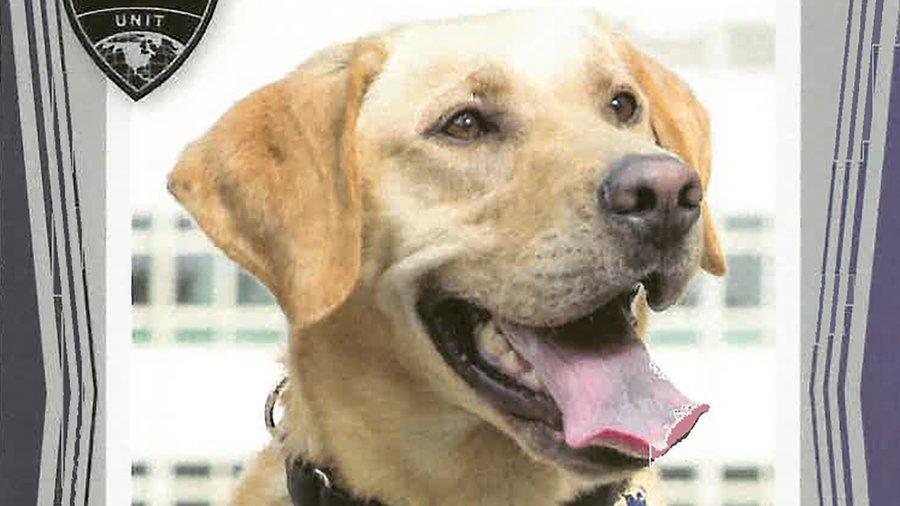 Boeing's K-9 explosives detection unit