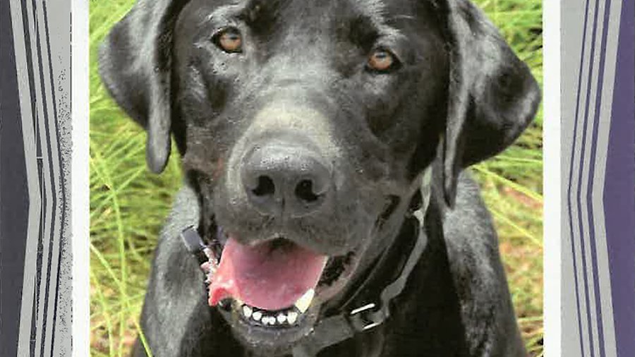 Boeing bomb-sniffing dogs: Highly-trained crew rescue dogs protect VIPs ...