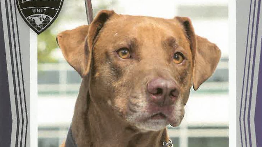 Boeing's K-9 explosives detection unit