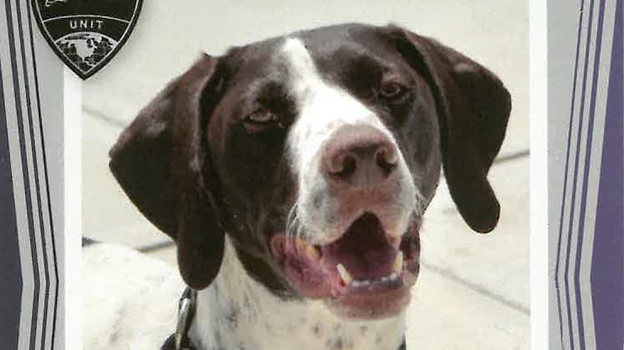 Boeing's K-9 explosives detection unit