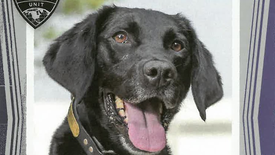 Boeing's K-9 explosives detection unit