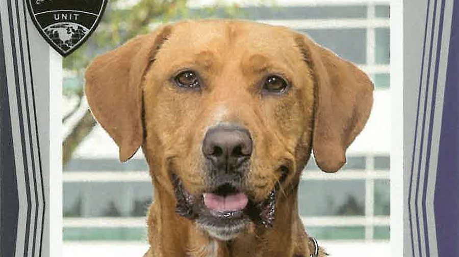Boeing's K-9 explosives detection unit