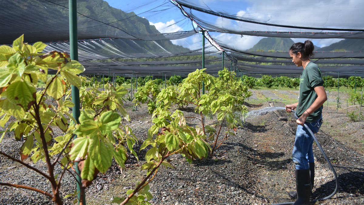USDA seeks responses from Hawaii's farmers and ranchers for agriculture ...