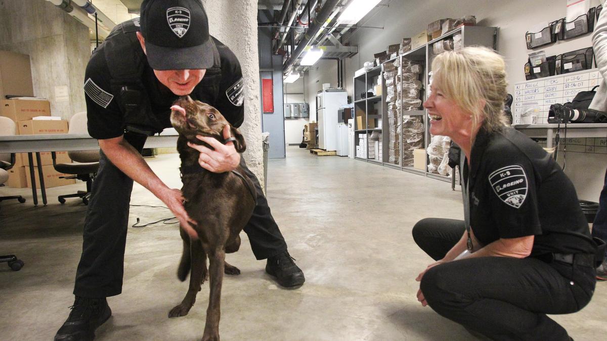 Boeing bomb-sniffing dogs: Highly-trained crew rescue dogs protect VIPs ...