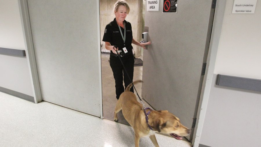 Boeing's K-9 explosives detection unit