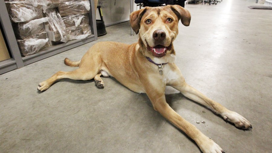 Boeing's K-9 explosives detection unit