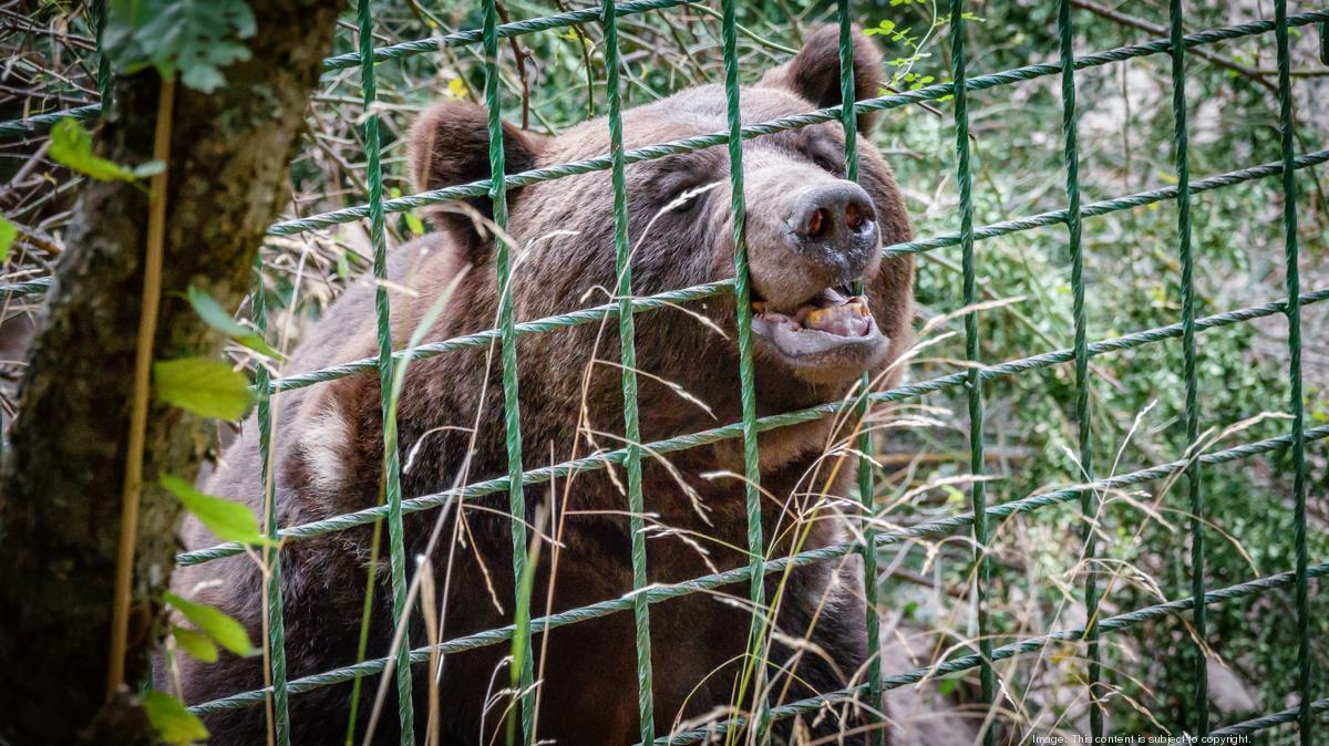 Emerging economies intensify captive wildlife problems - Denver ...