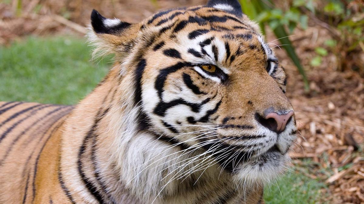 Zoo Atlanta takes precautions after Bronx Zoo tiger contracts COVID-19 ...