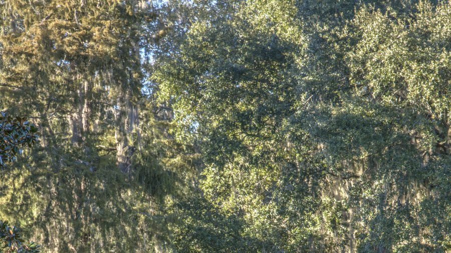Tara Plantation 125