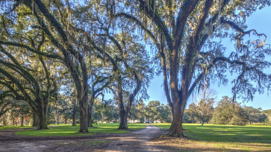 Tarva Plantation 123