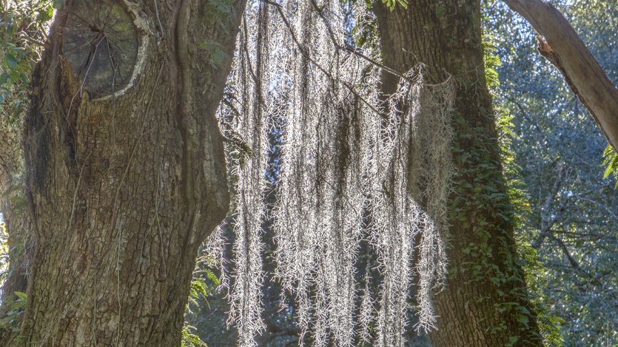 Tara Plantation 130