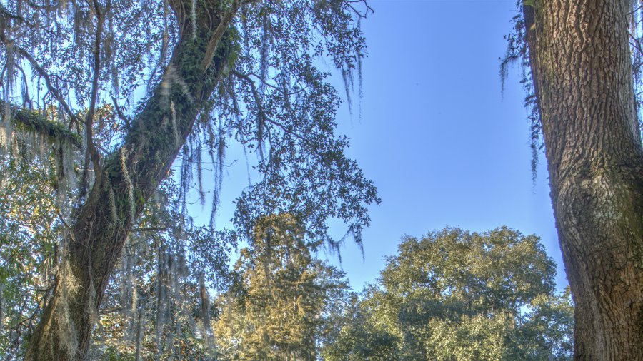 Tara Plantation 126