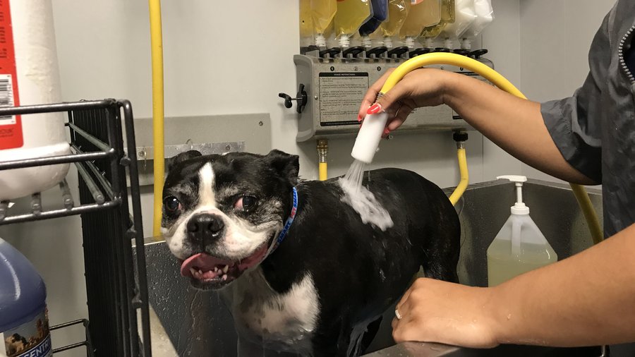 PetSmart opens the Groomery concept in Scottsdale - Phoenix Business ...
