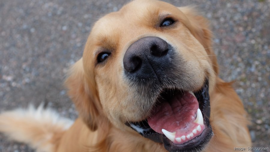 Buff-A-Pup Wash opens in Calera - Birmingham Business Journal