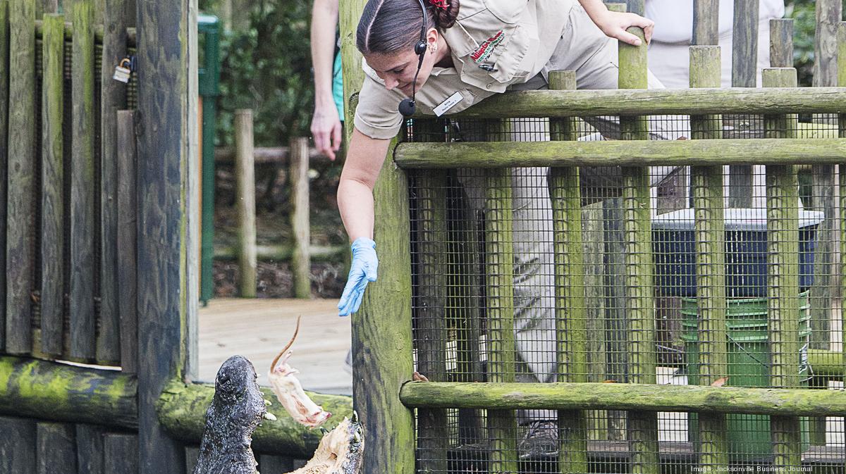 Photos: Alligator Farm celebrates 125th anniversary with new exhibit ...