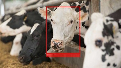Cargill Cainthus Imaging Technology