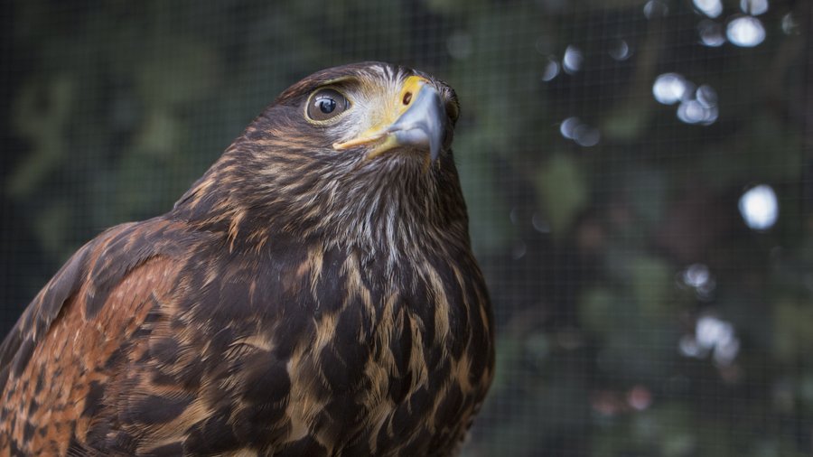 Check out the swooping creatures that are watching downtown Portland's ...