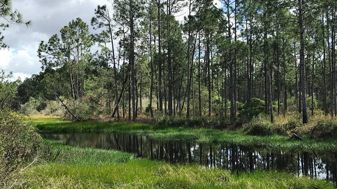 CFX to invest in conservation tied to Osceola Parkway extension in ...